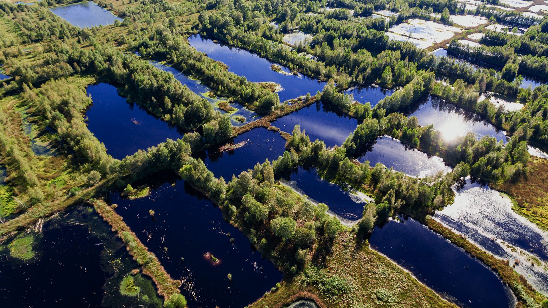 Moore sind für Biodiversität und Klimaschutz entscheidend.